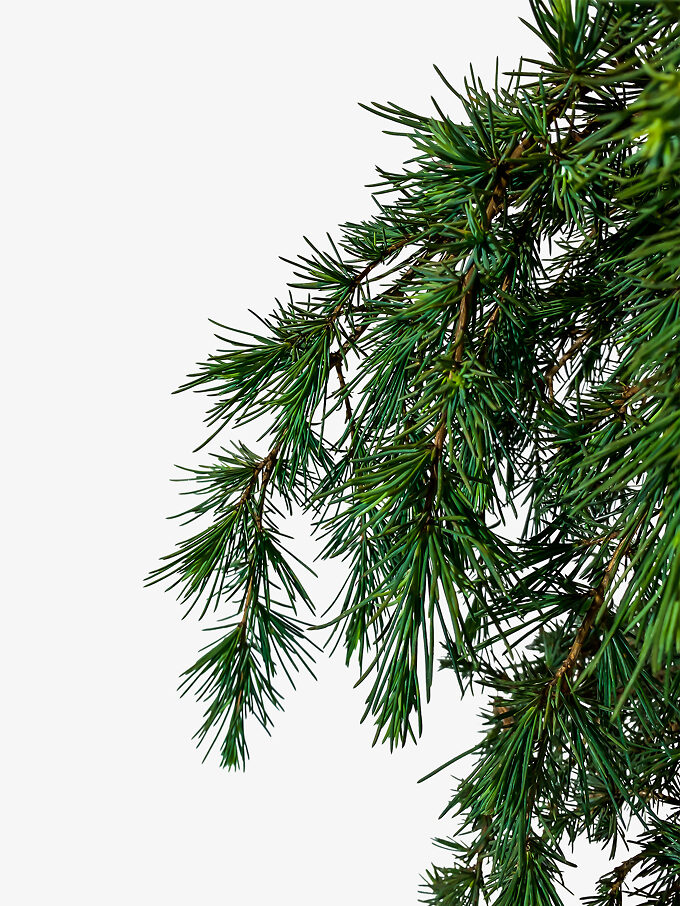 Feelin' Blue Deodar Cedar For Sale Online | The Tree Center
