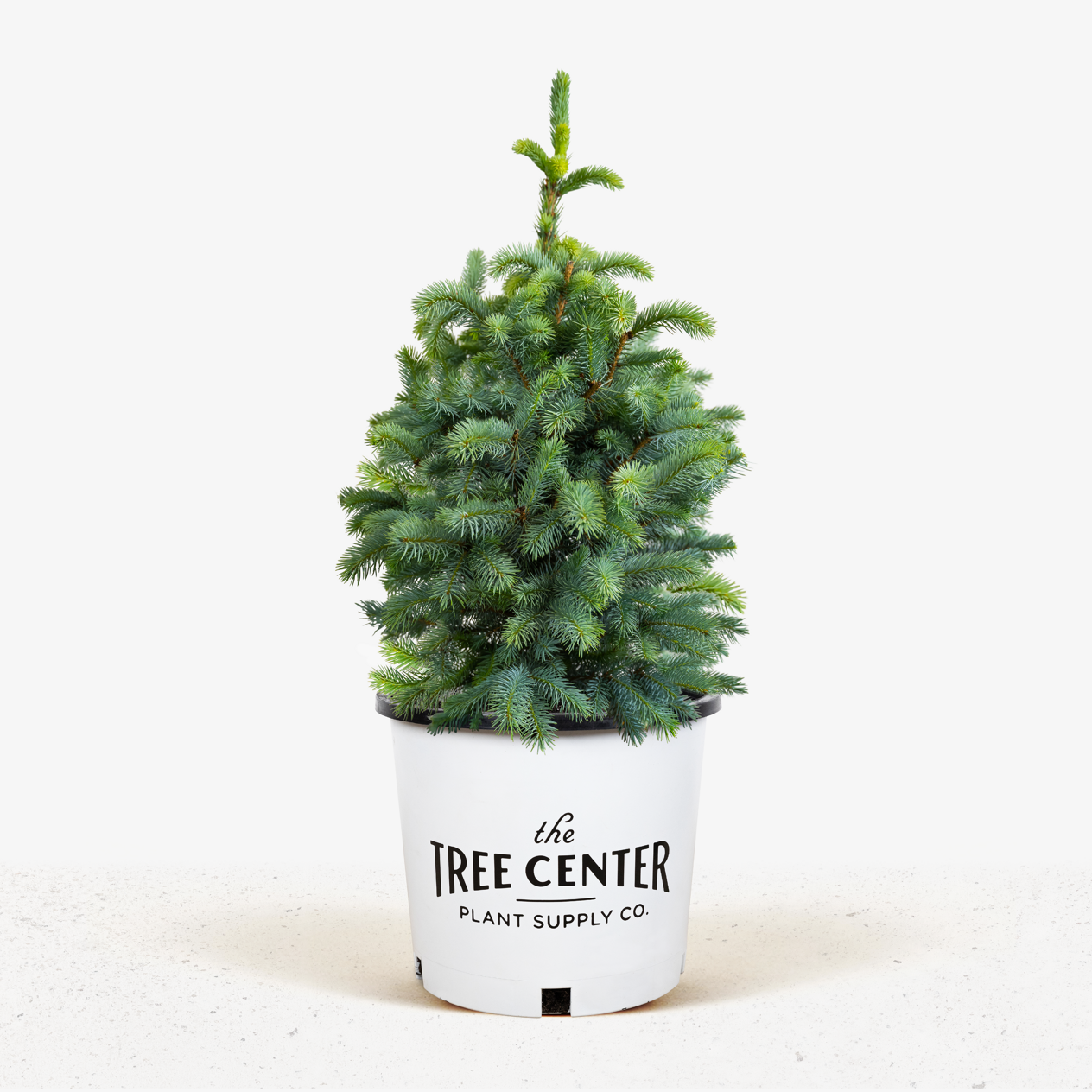 Fat Albert Colorado Blue Spruce For Sale Online | The Tree Center