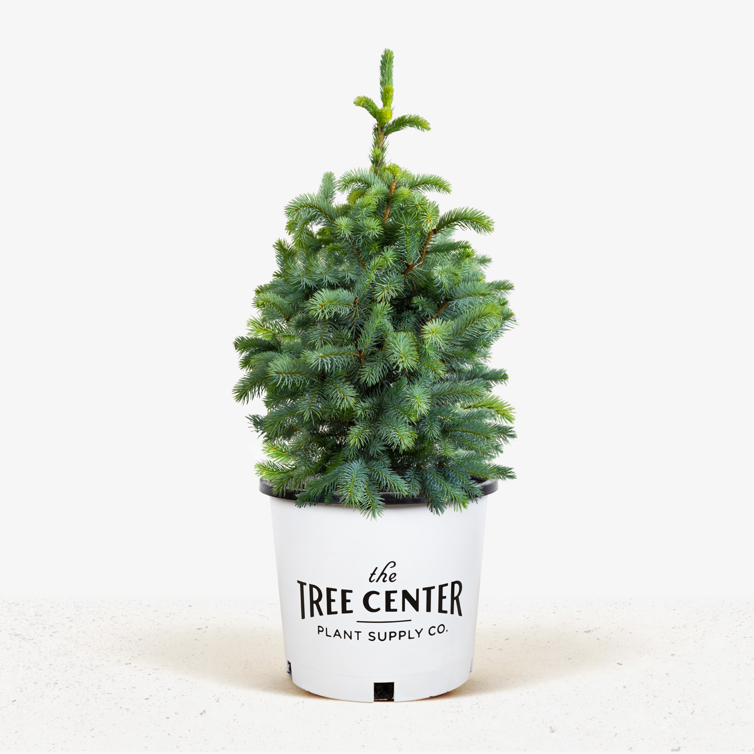 Fat Albert Colorado Blue Spruce For Sale Online | The Tree Center