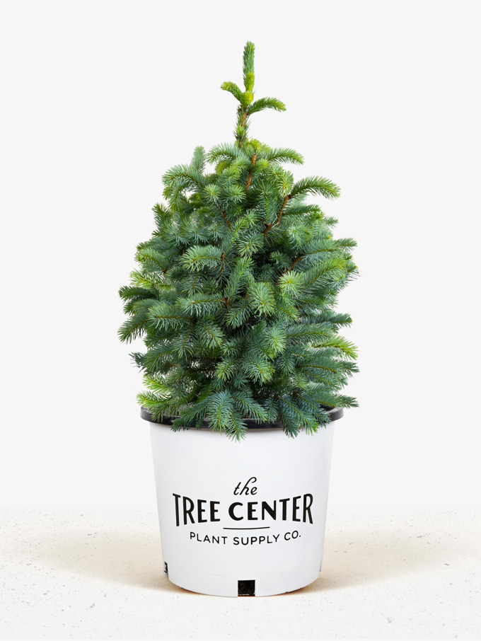 Baker’s Blue Colorado Spruce Trees For Sale | The Tree Center