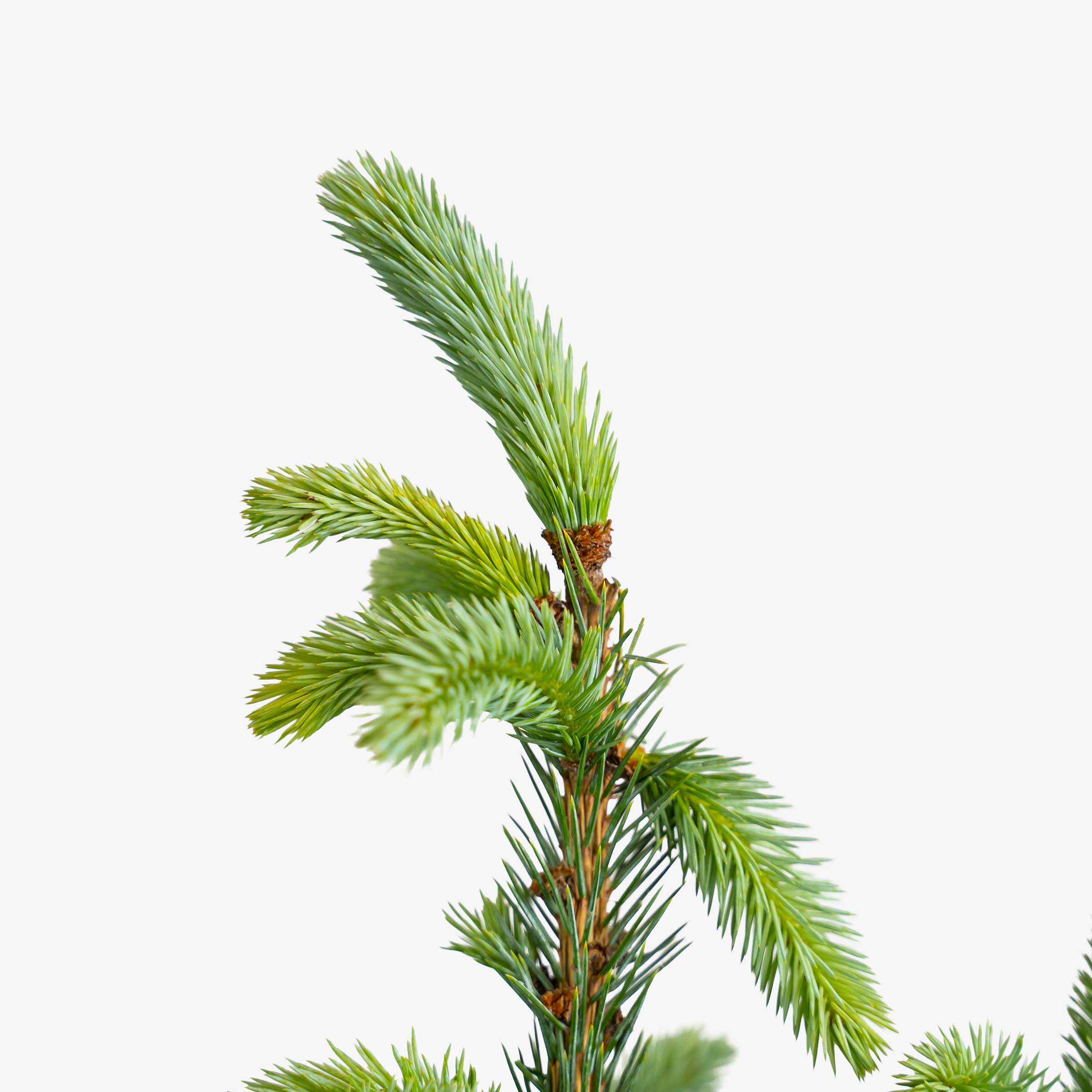 Fat Albert Colorado Blue Spruce For Sale Online | The Tree Center