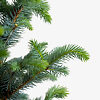 Fat Albert Colorado Blue Spruce For Sale Online | The Tree Center