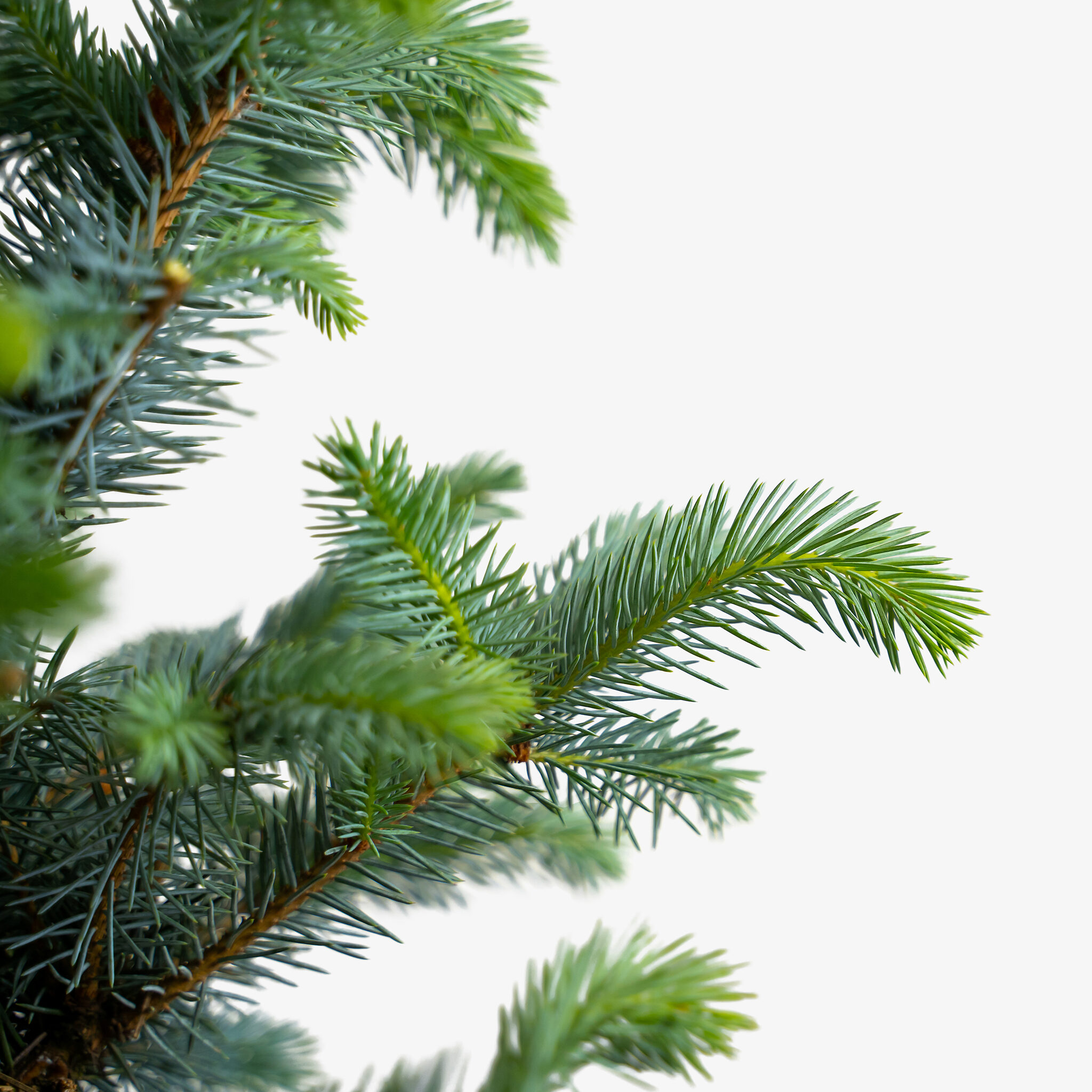 Fat Albert Colorado Blue Spruce For Sale Online | The Tree Center