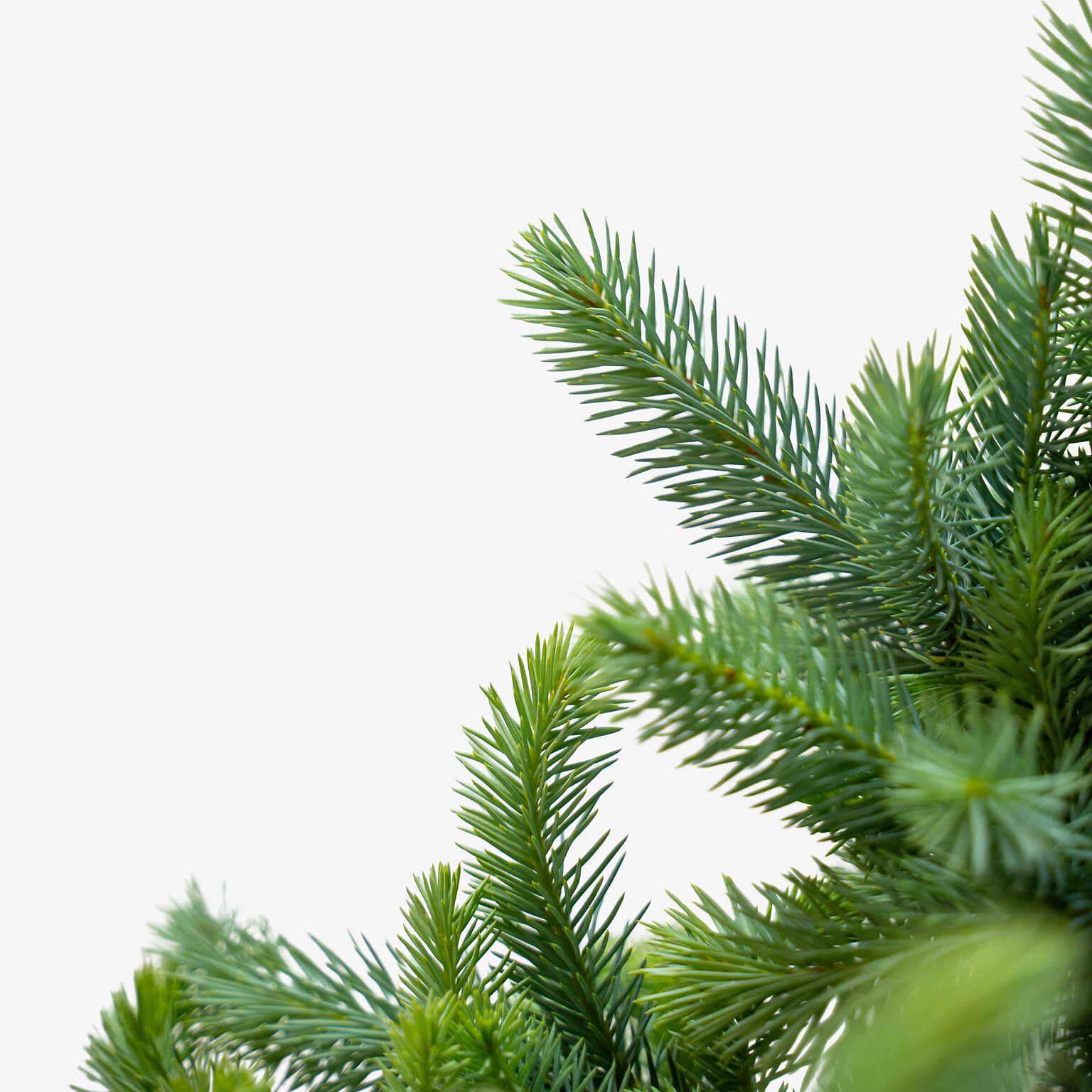 Fat Albert Colorado Blue Spruce For Sale Online | The Tree Center