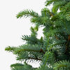 Fat Albert Colorado Blue Spruce For Sale Online | The Tree Center