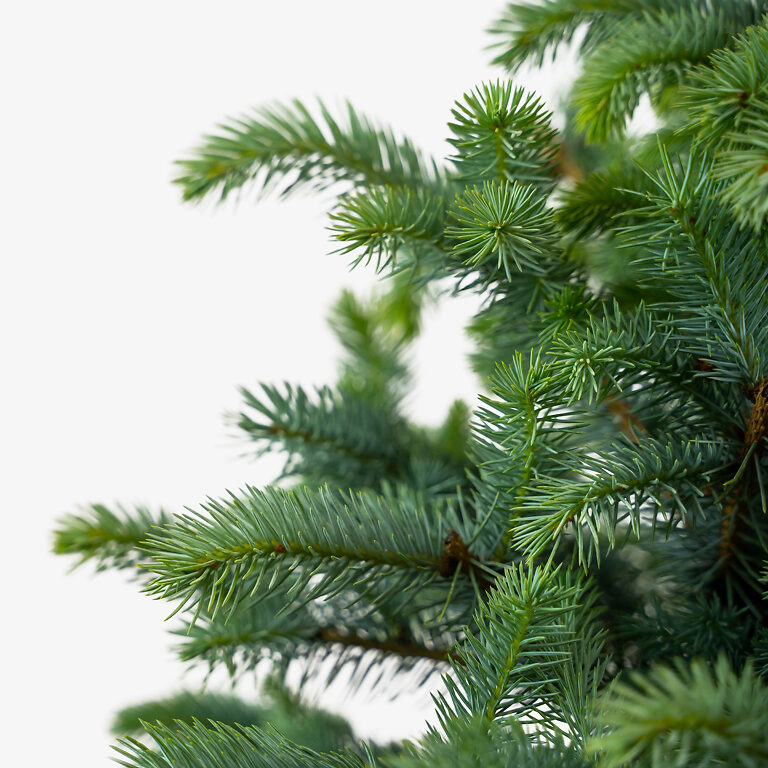 Fat Albert Colorado Blue Spruce For Sale Online | The Tree Center