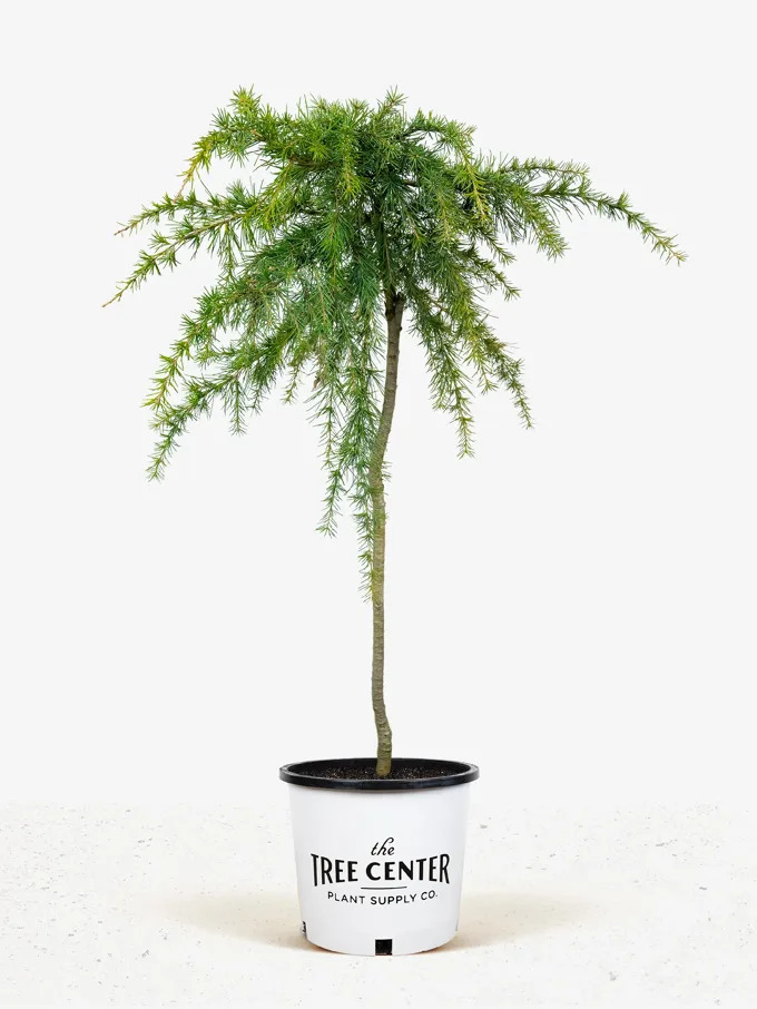 Cedar Trees For Sale Online | The Tree Center