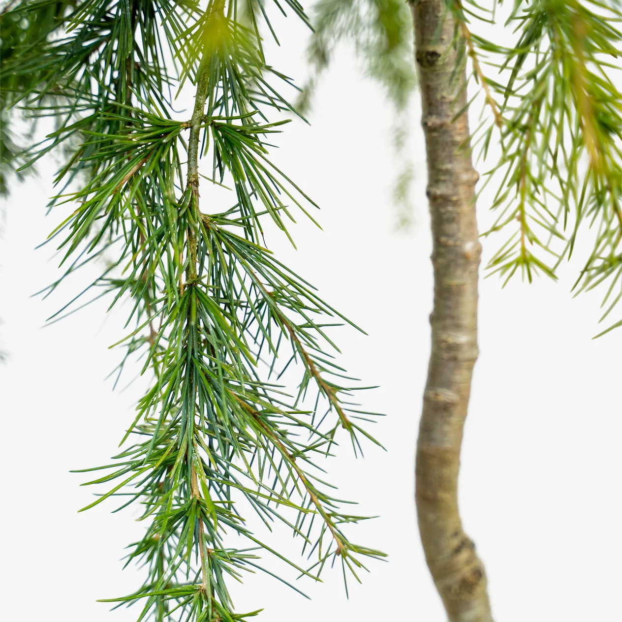 Feelin' Blue Deodar Cedar - Tree Form For Sale Online | The Tree Center