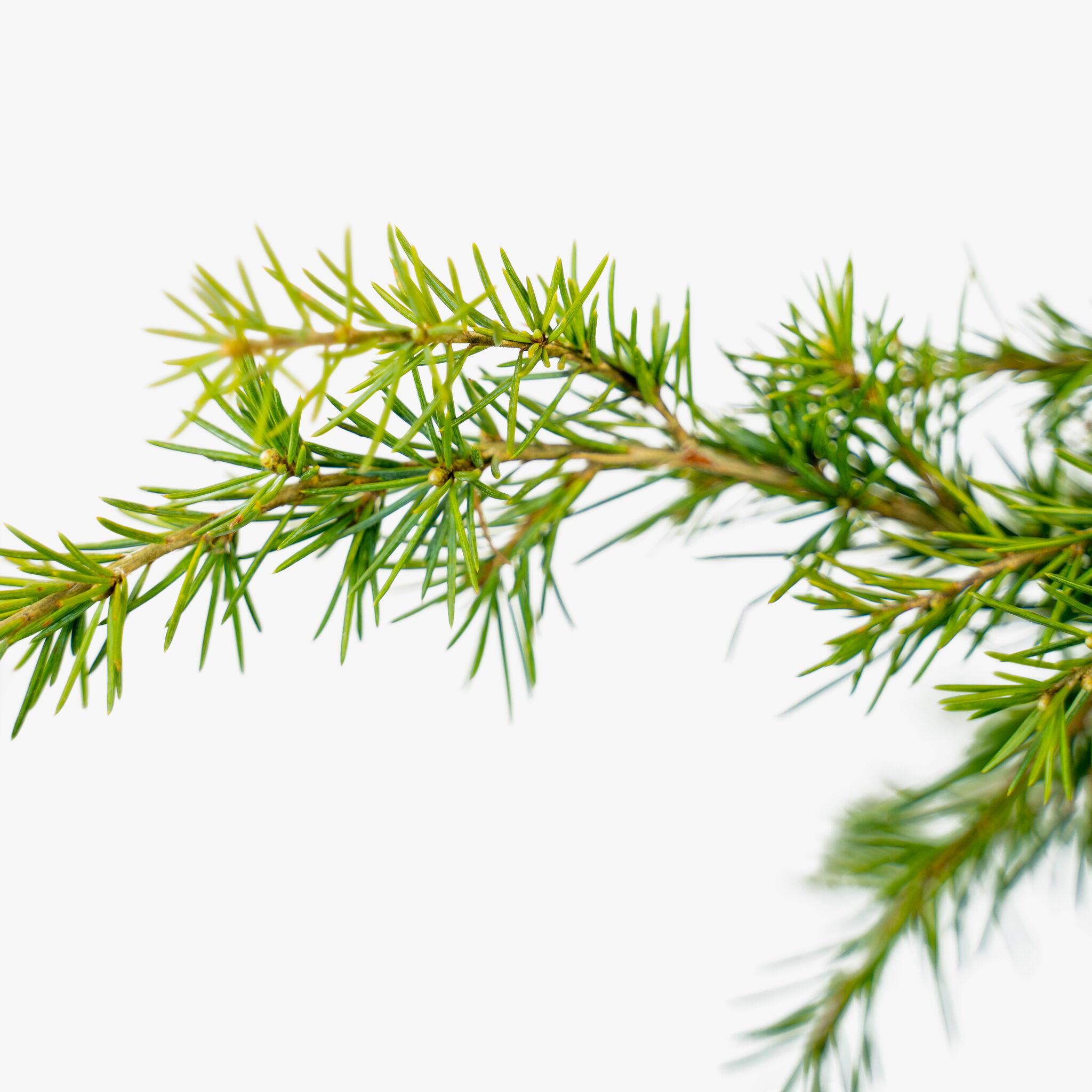 Feelin' Blue Deodar Cedar For Sale Online | The Tree Center
