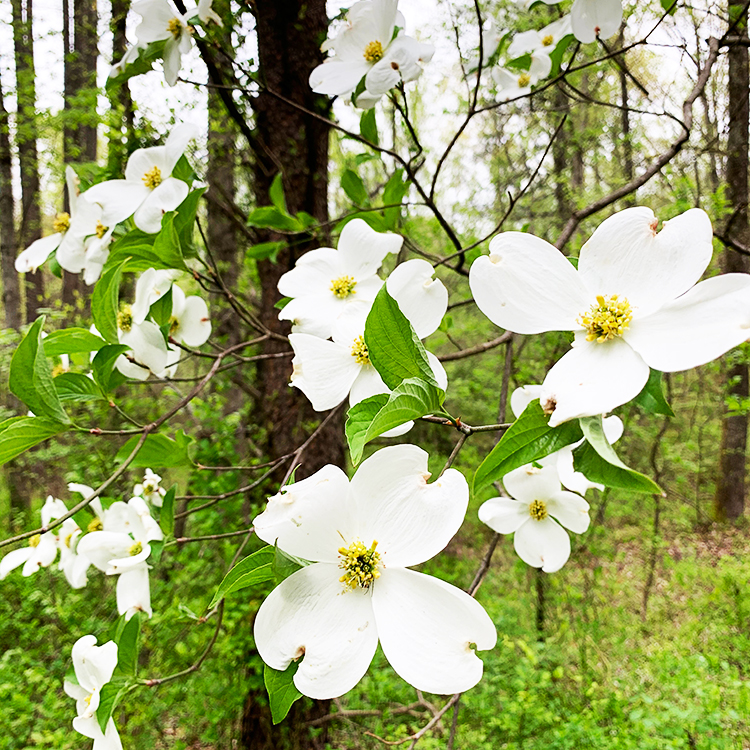 White Dogwood For Sale Online | The Tree Center