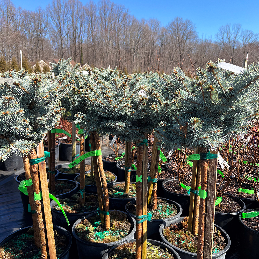 Globe Blue Spruce Tree For Sale Online | The Tree Center