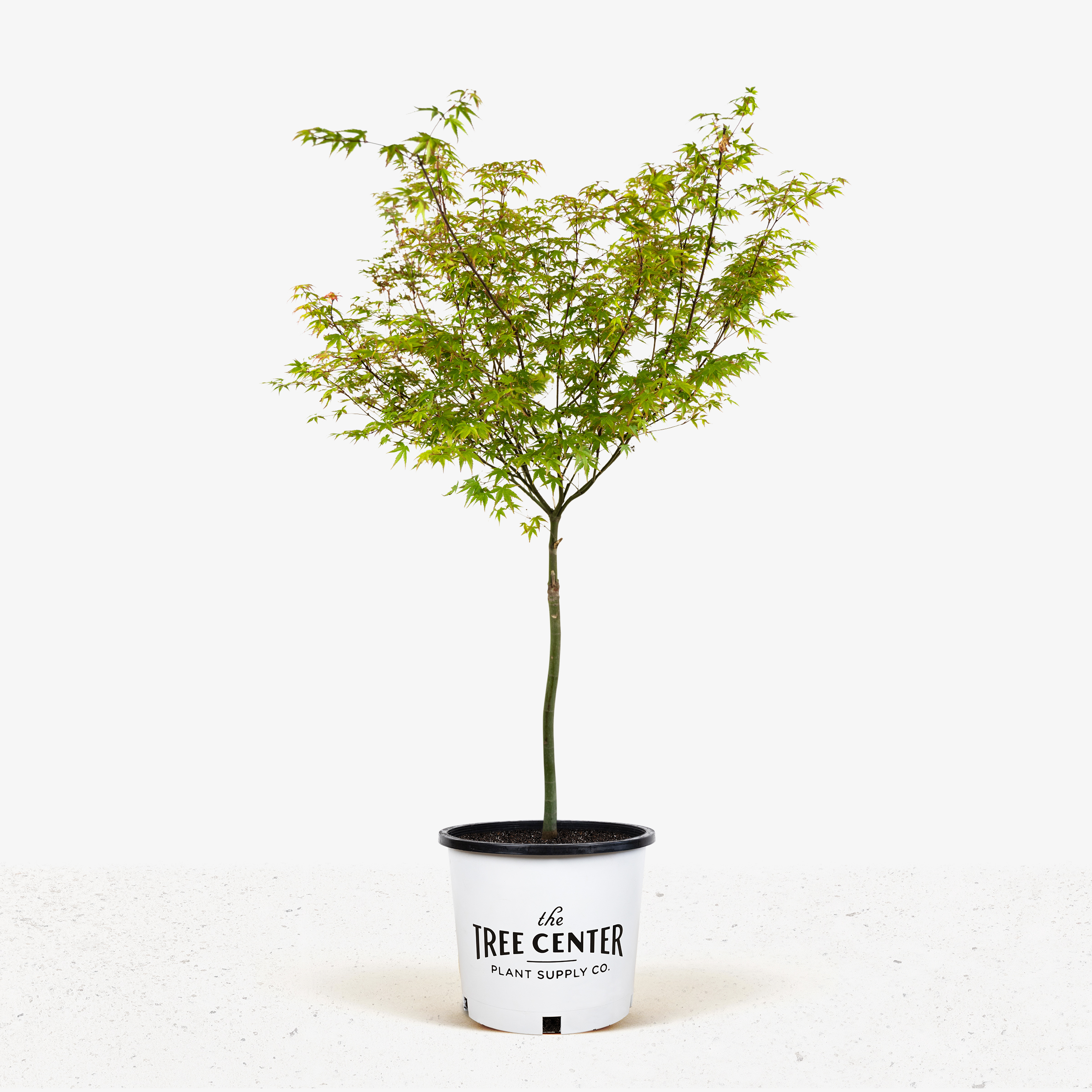 Kiyohime Japanese Maple For Sale Online | The Tree Center
