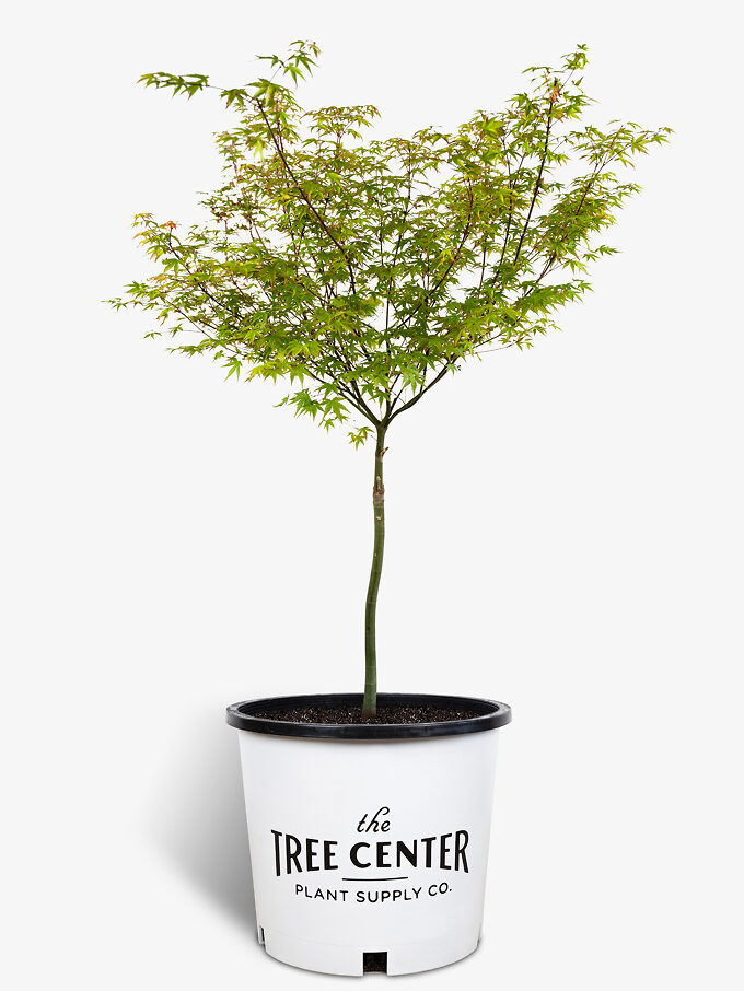 Lions Head Japanese Maple | The Tree Center