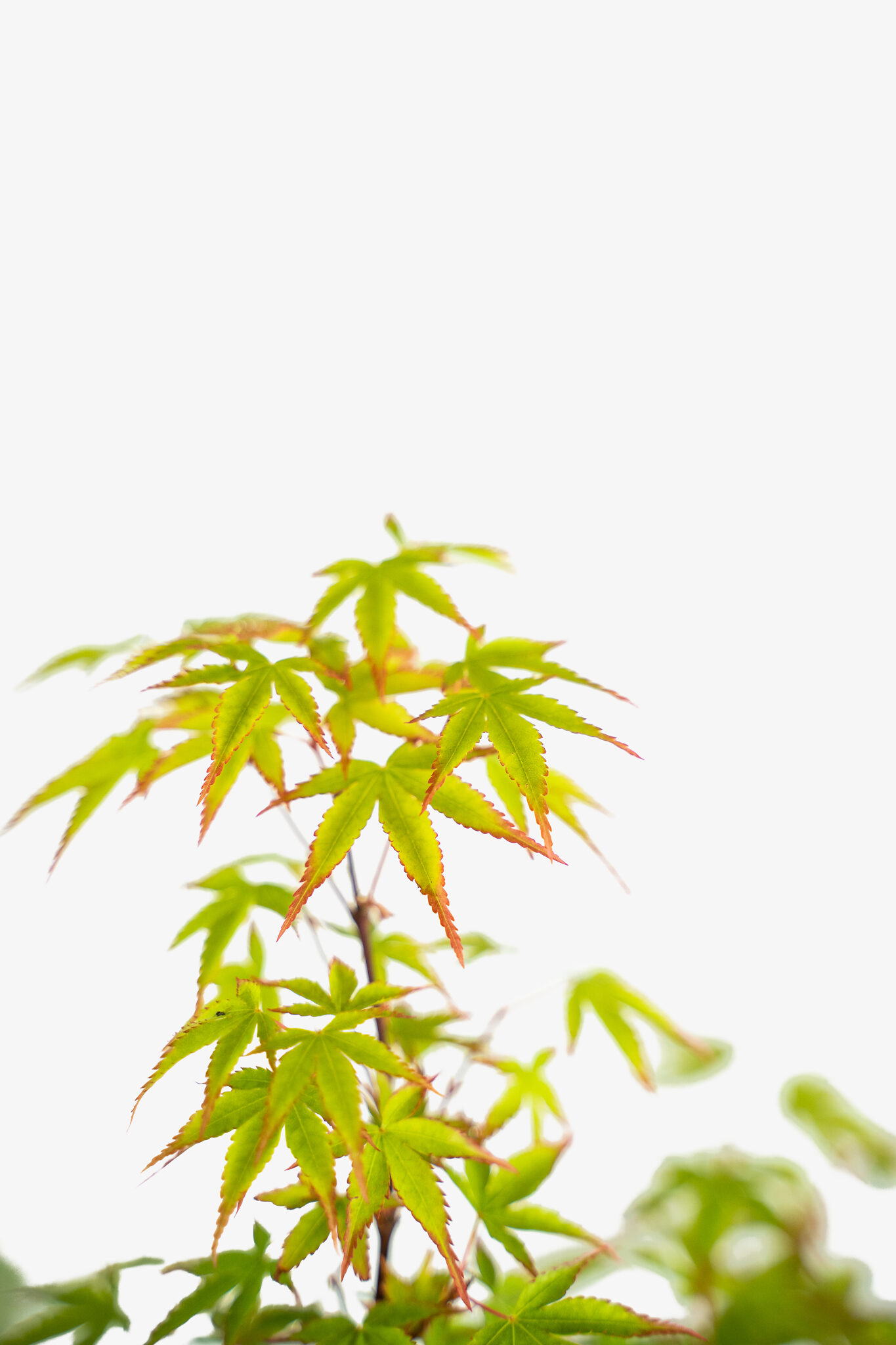 Kiyohime Japanese Maple For Sale Online | The Tree Center