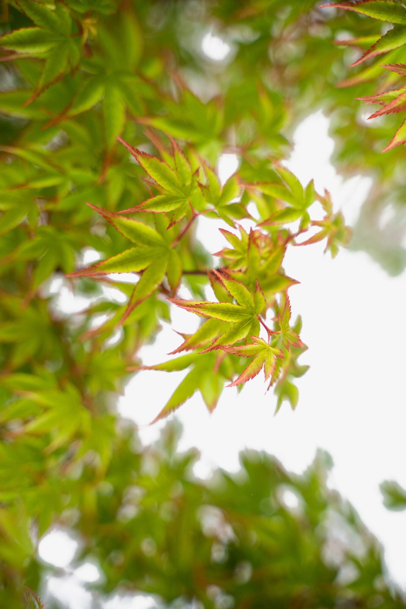 Kiyohime Japanese Maple For Sale Online | The Tree Center