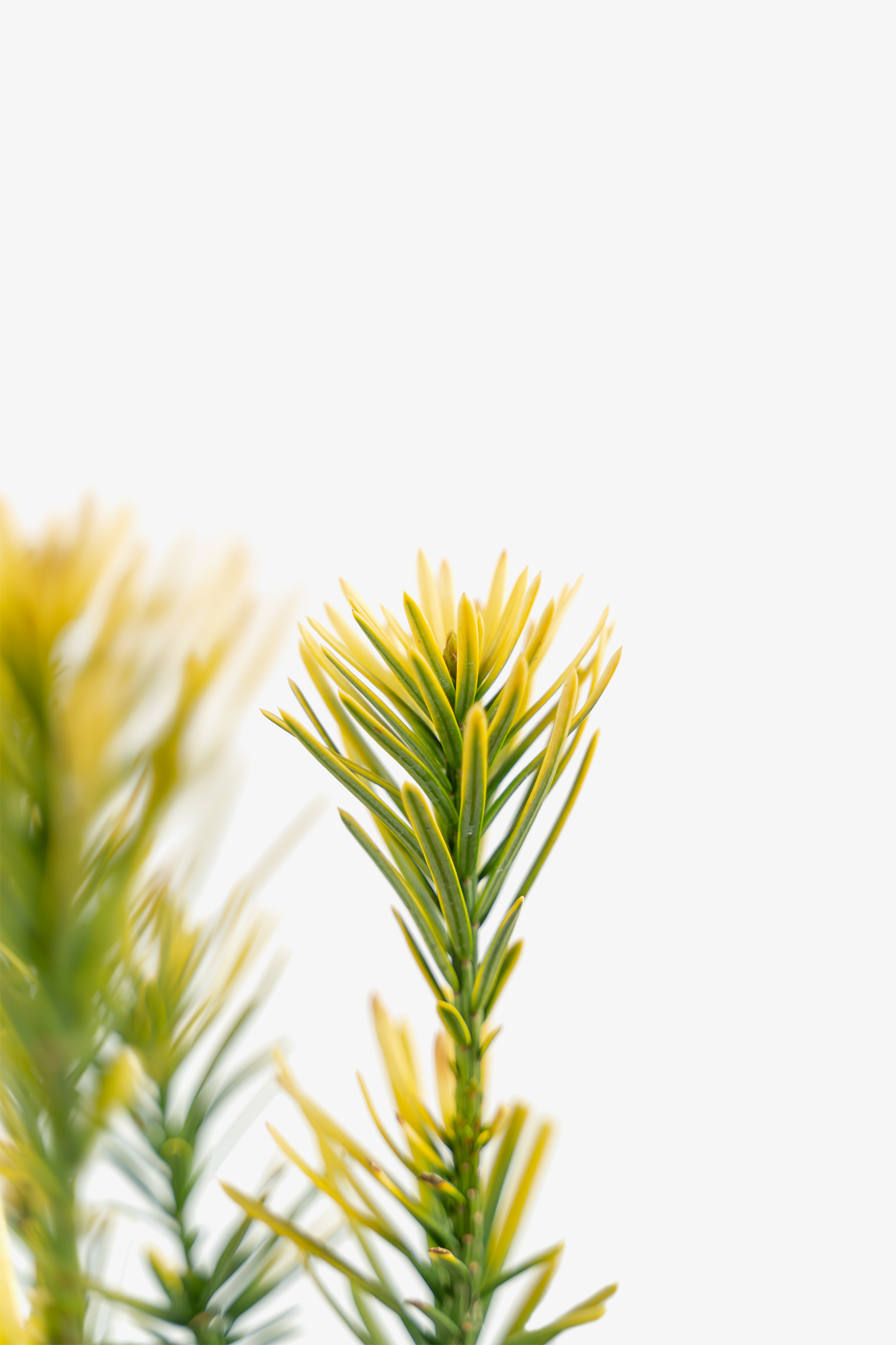 Korean Gold Plum Yew For Sale Online | The Tree Center