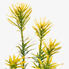 Korean Gold Plum Yew For Sale Online | The Tree Center