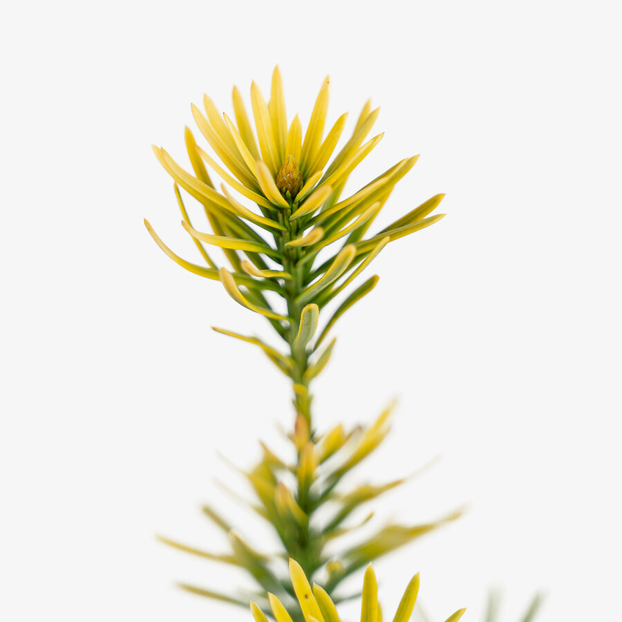 Korean Gold Plum Yew For Sale Online | The Tree Center