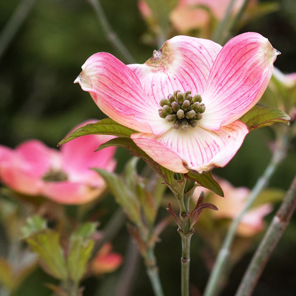 Cherokee Brave Dogwood Tree For Sale Online | The Tree Center