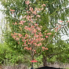 Cherokee Brave Dogwood Tree For Sale Online | The Tree Center