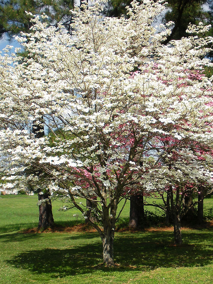 Cherokee Chief Dogwood Trees For Sale | The Tree Center