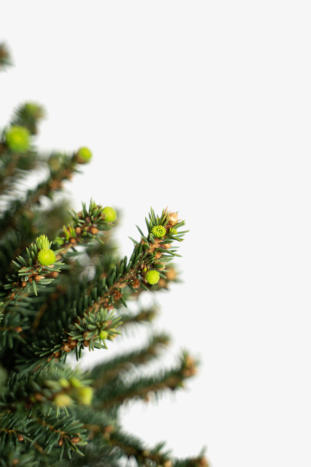 Little Gem Norway Spruce Tree Form For Sale Online | The Tree Center