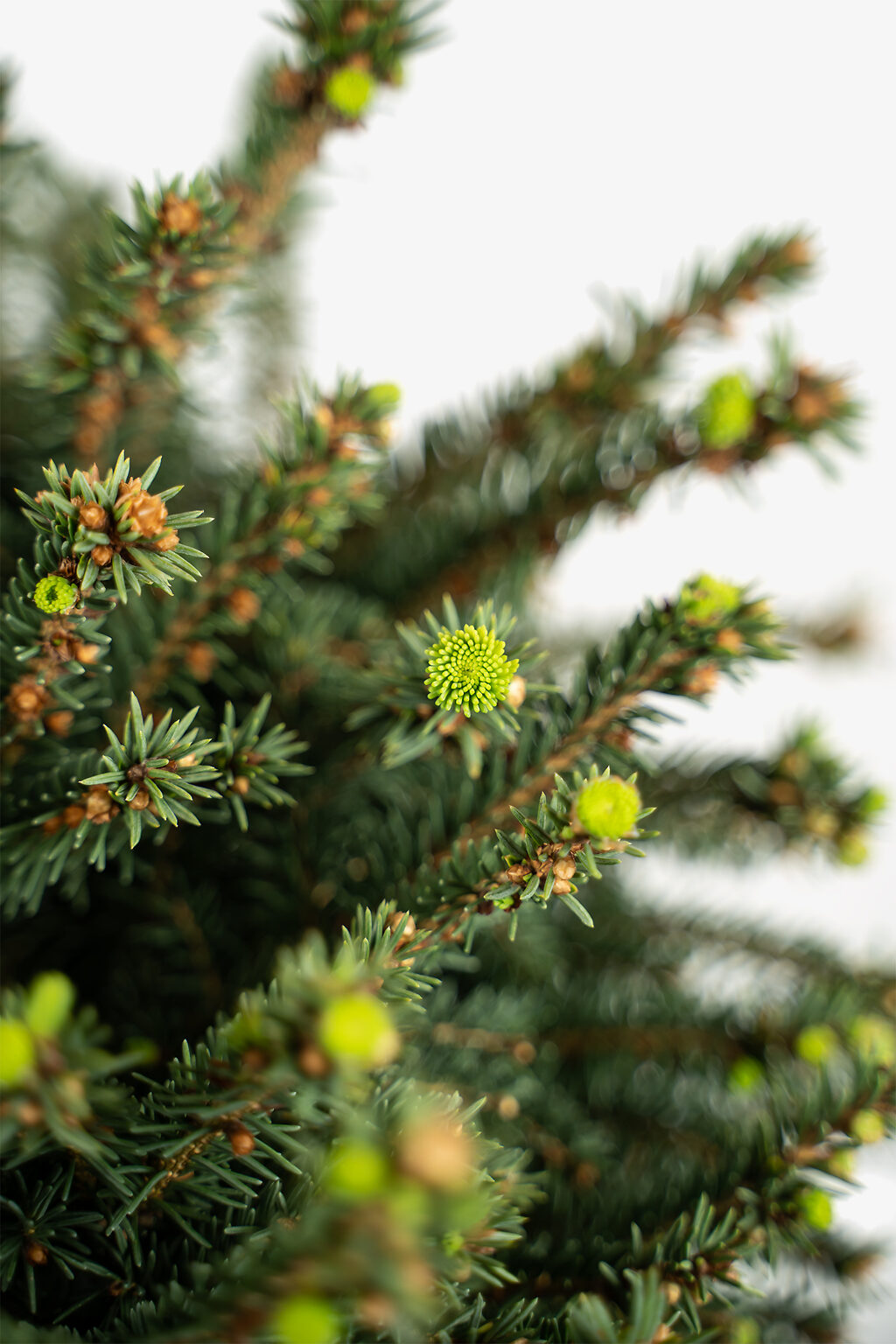 Little Gem Norway Spruce Tree Form For Sale Online | The Tree Center