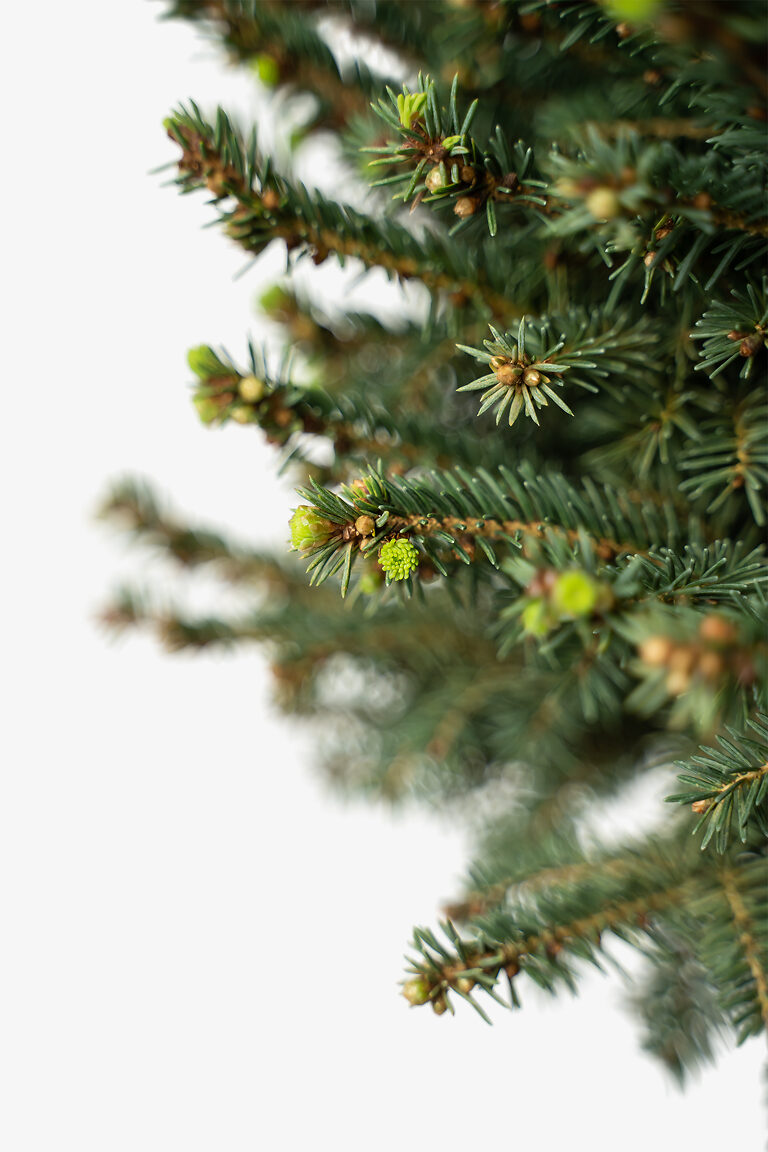 Little Gem Norway Spruce Tree Form For Sale Online | The Tree Center