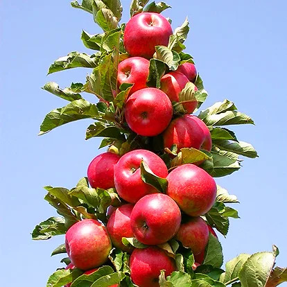 Tasty Red Urban Apple Tree For Sale Online | The Tree Center