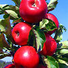Tasty Red Urban Apple Tree For Sale Online | The Tree Center