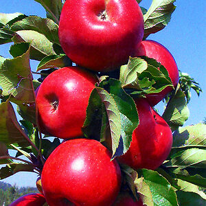 Tasty Red Urban Apple Tree For Sale Online | The Tree Center