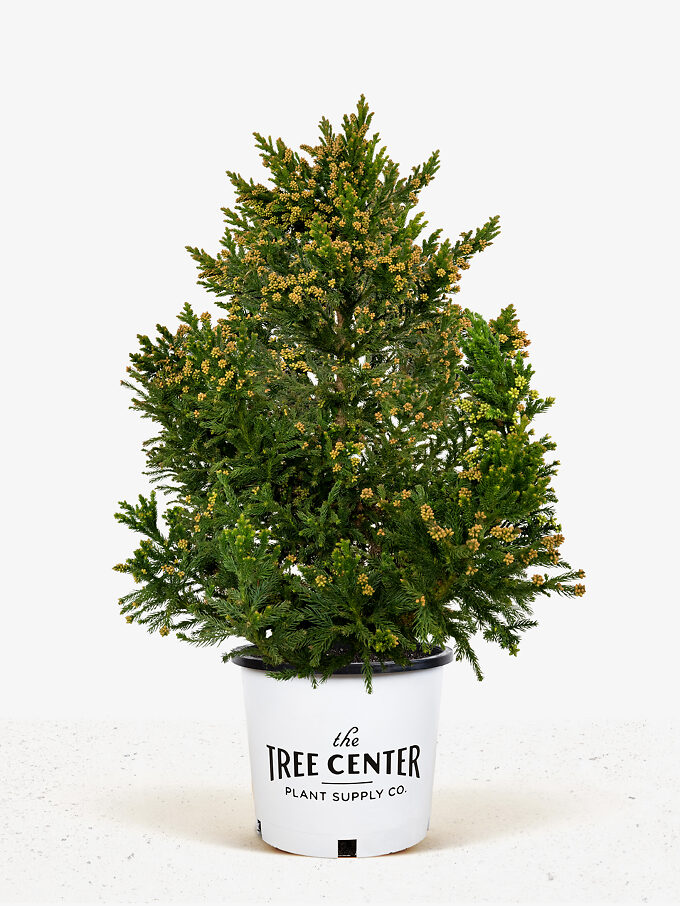 Cryptomeria Trees For Sale | Japanese Cedar Trees | The Tree Center