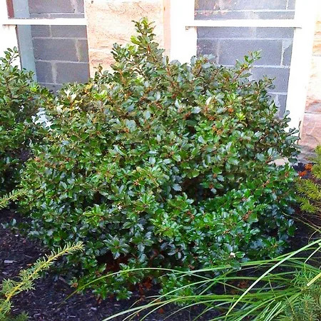 Blue Prince and Princess Combo Holly Bush For Sale Online | The Tree Center