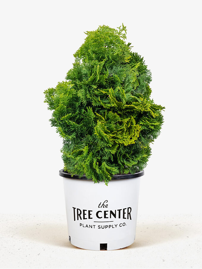Bald Cypress Tree For Sale | The Tree Center