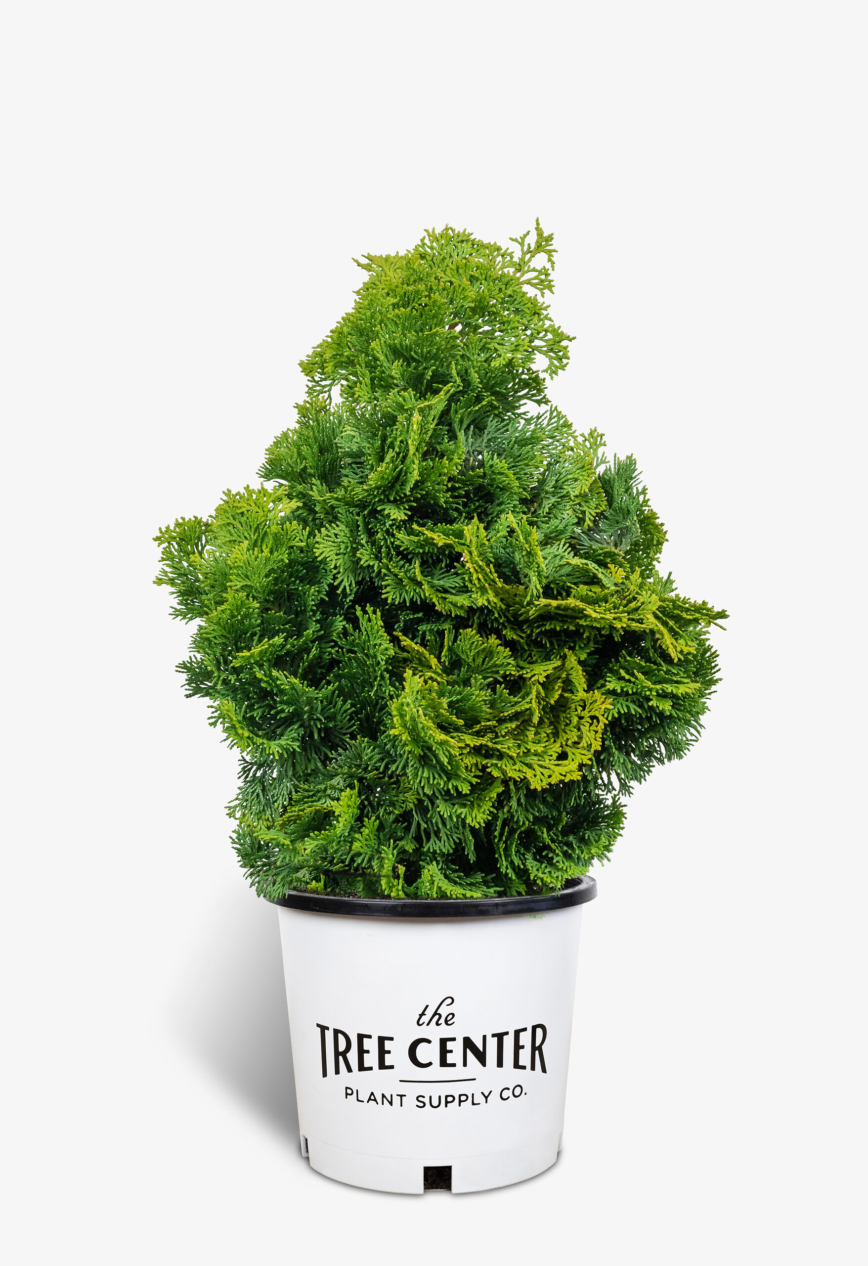 Hinoki Cypress For Sale Online | The Tree Center