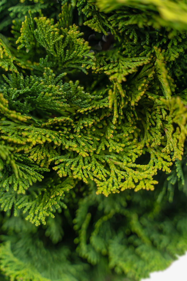Hinoki Cypress For Sale Online | The Tree Center