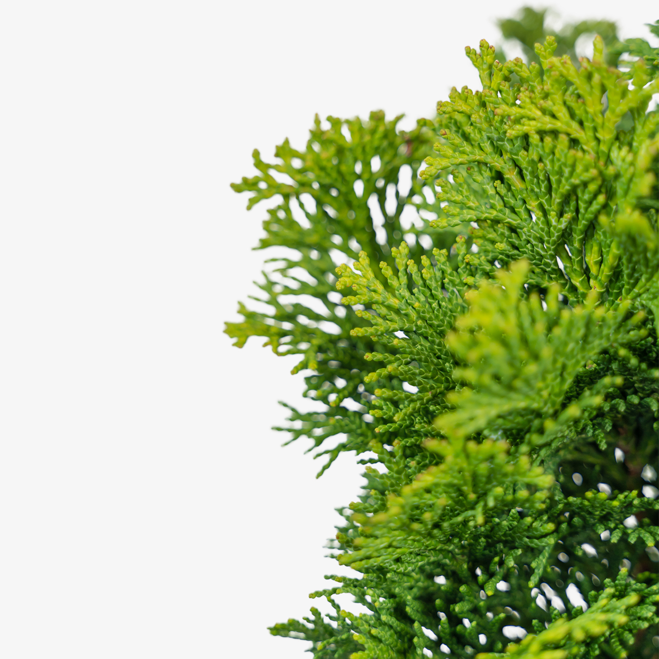 Hinoki Cypress For Sale Online | The Tree Center