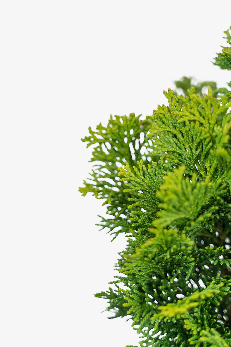 Hinoki Cypress For Sale Online | The Tree Center