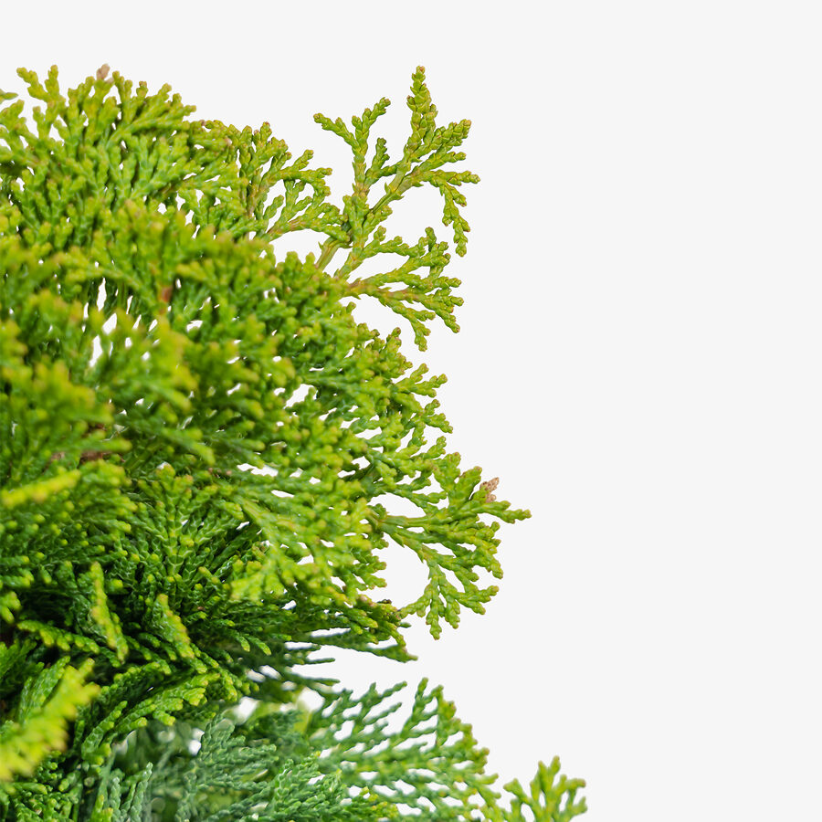 Hinoki Cypress For Sale Online | The Tree Center