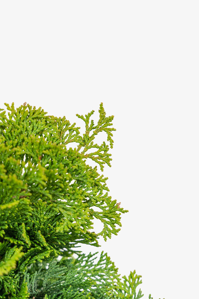 Hinoki Cypress For Sale Online | The Tree Center