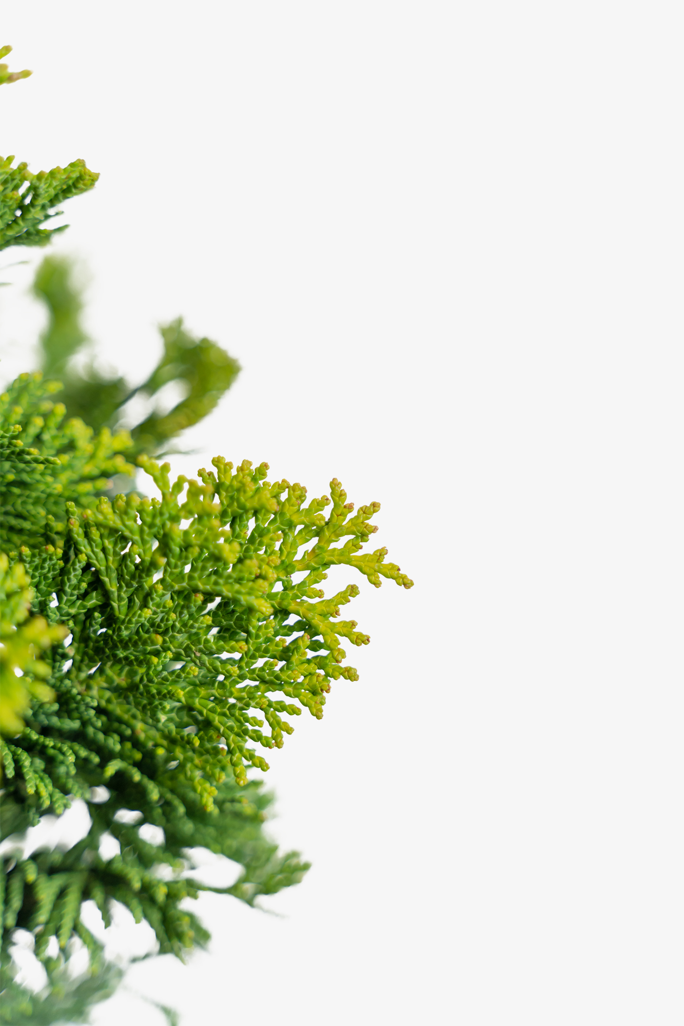 Hinoki Cypress For Sale Online | The Tree Center