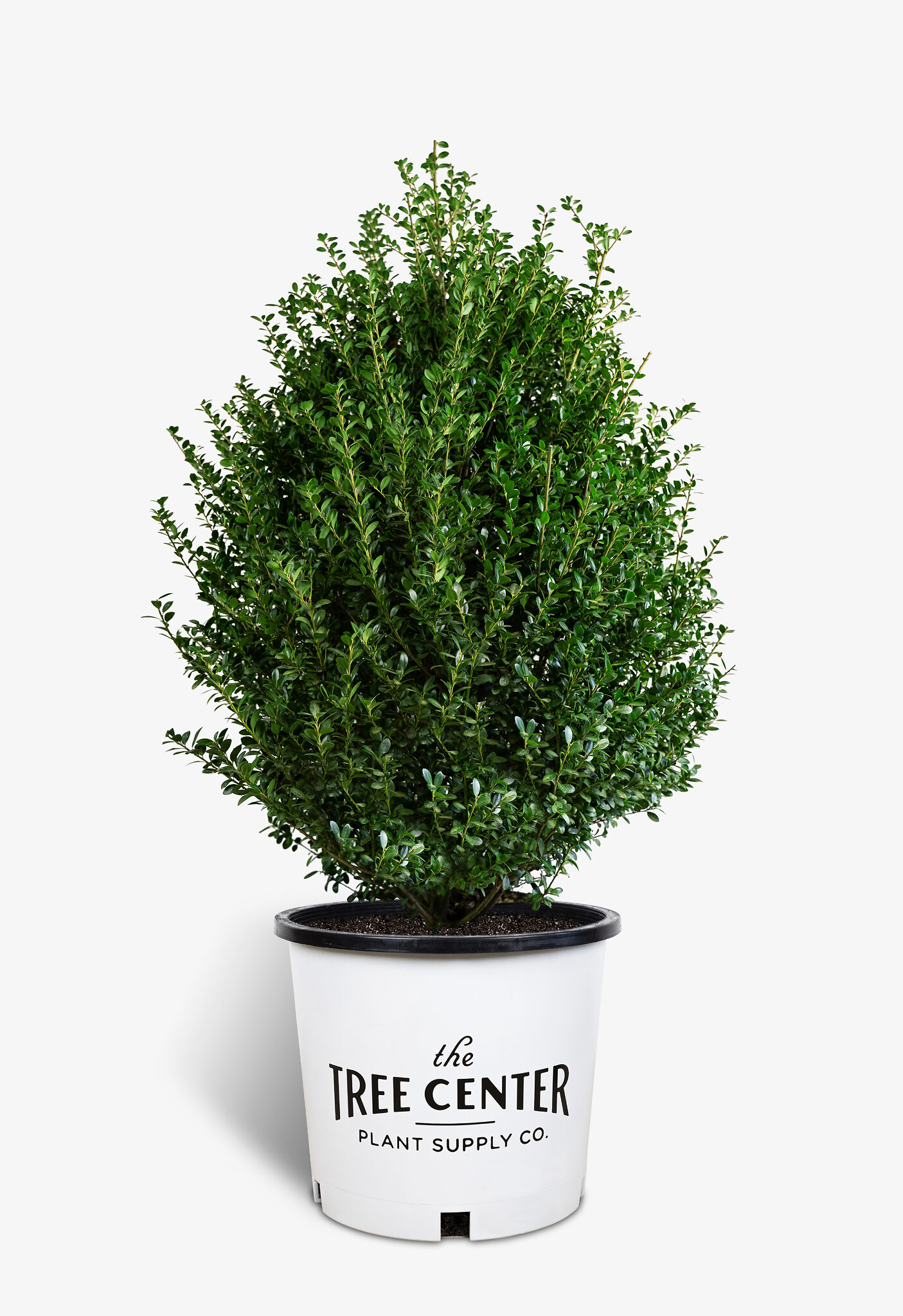Steeds Upright Japanese Holly For Sale Online | The Tree Center