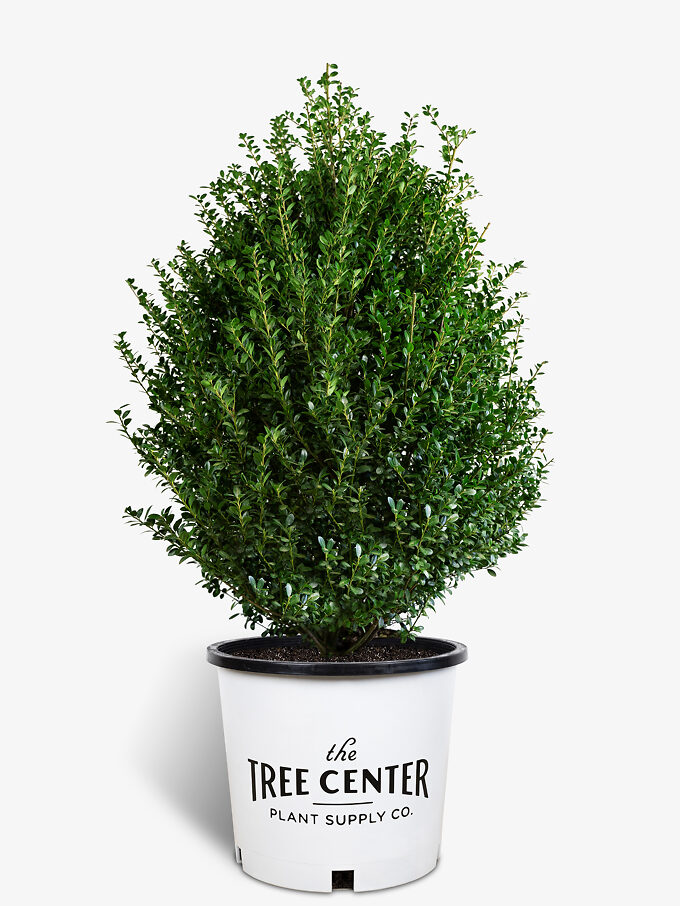 Needlepoint Holly Bushes For Sale | The Tree Center