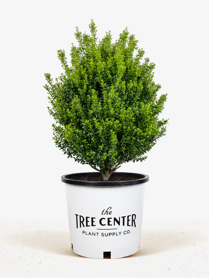 Dragon Lady Holly Trees For Sale Online | The Tree Center