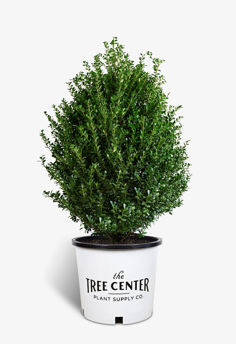 Steeds Upright Japanese Holly For Sale Online | The Tree Center