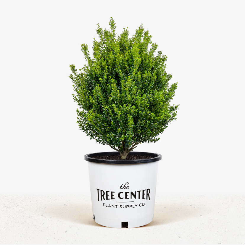 Best Holly Trees For Cold Areas | Cold-Resistant Holly Bushes