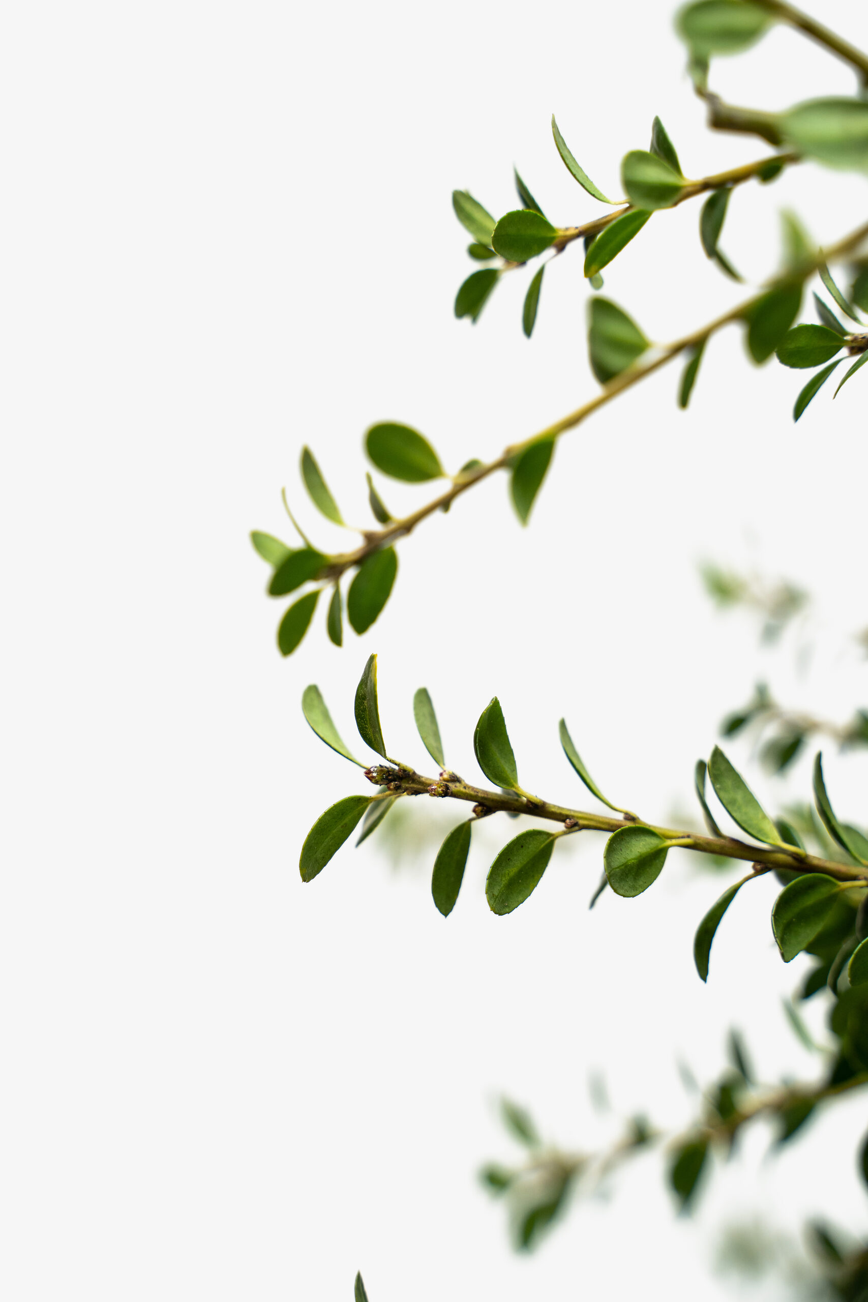 Steeds Upright Japanese Holly For Sale Online | The Tree Center