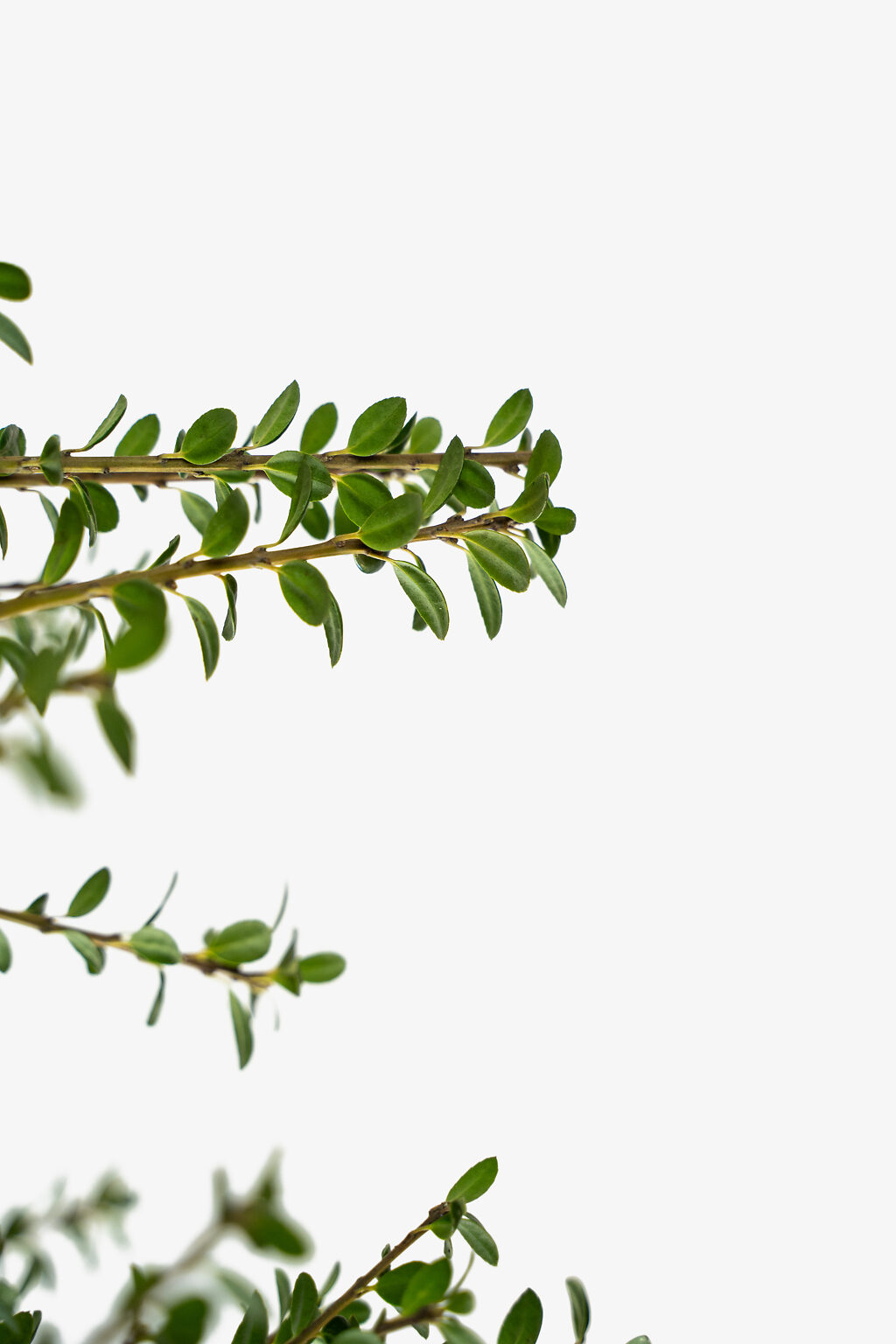 Steeds Upright Japanese Holly For Sale Online | The Tree Center