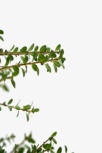 Steeds Upright Japanese Holly For Sale Online | The Tree Center