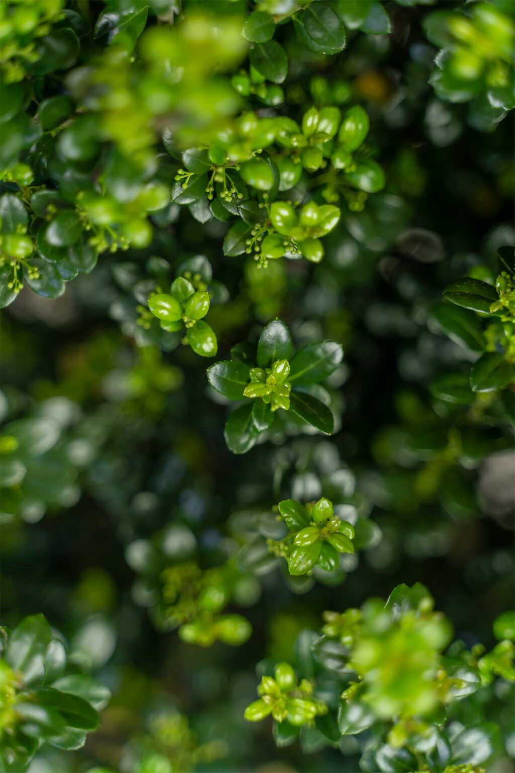 Steeds Upright Japanese Holly For Sale Online | The Tree Center